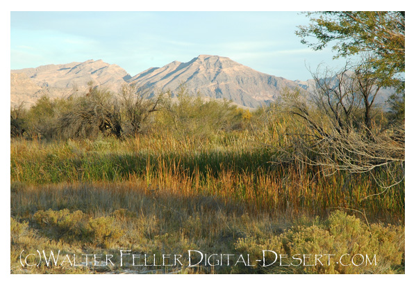Plants at Ash Meadows