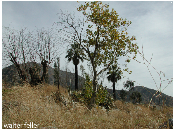 Explore the History of Cosy Dell in Cajon Pass - A Forgotten California ...