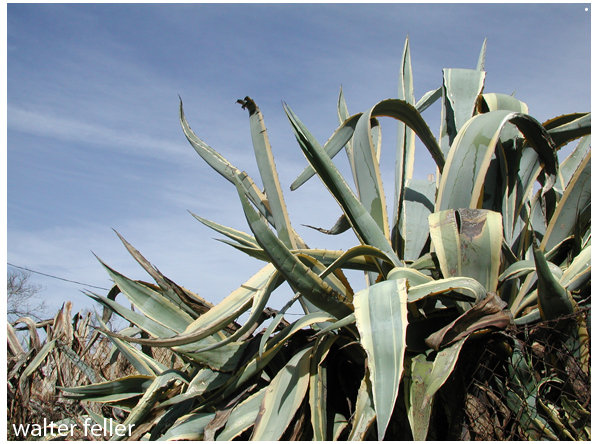 Explore the History of Cosy Dell in Cajon Pass - A Forgotten California ...