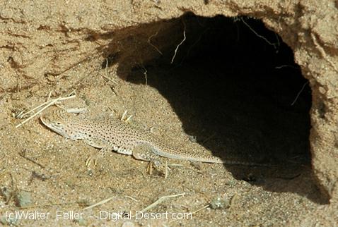 Joshua Tree National Park Wildlife