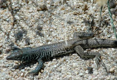 Joshua Tree National Park Wildlife