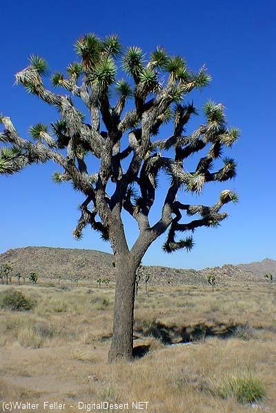 The Adventurous Yucca - Natural Science: Joshua Tree