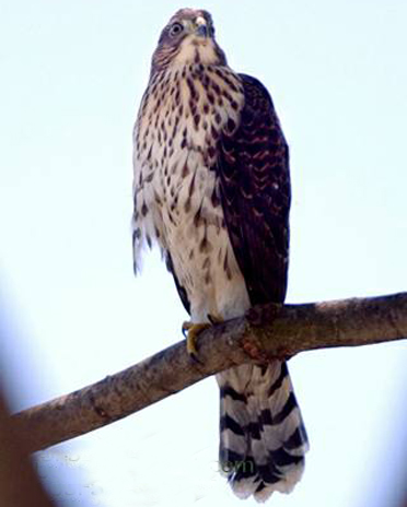 Cooper's Hawk: Agile Bird of Prey