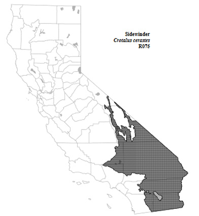 Mojave Desert Sidewinder - Desert Wildlife