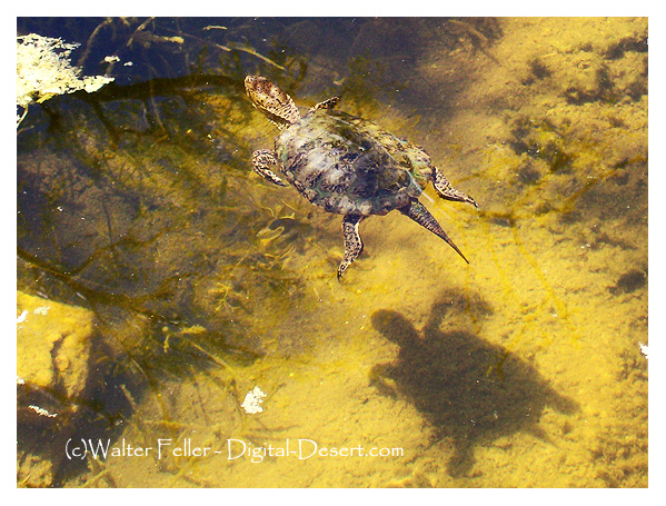 Western Pond Turtle: Habitat, Behavior, and Conservation