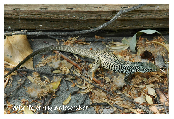 Western Whiptail Lizard: Habitat, Behavior, and Range